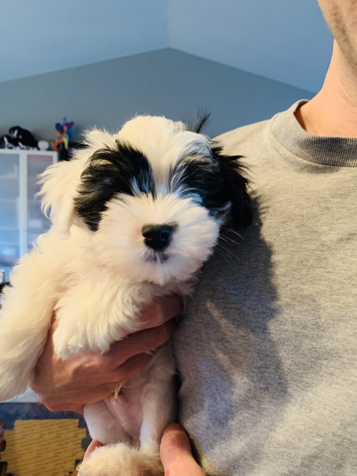 Cipher - Roman Reign Greater Swiss Mountain Dogs and Lowchens