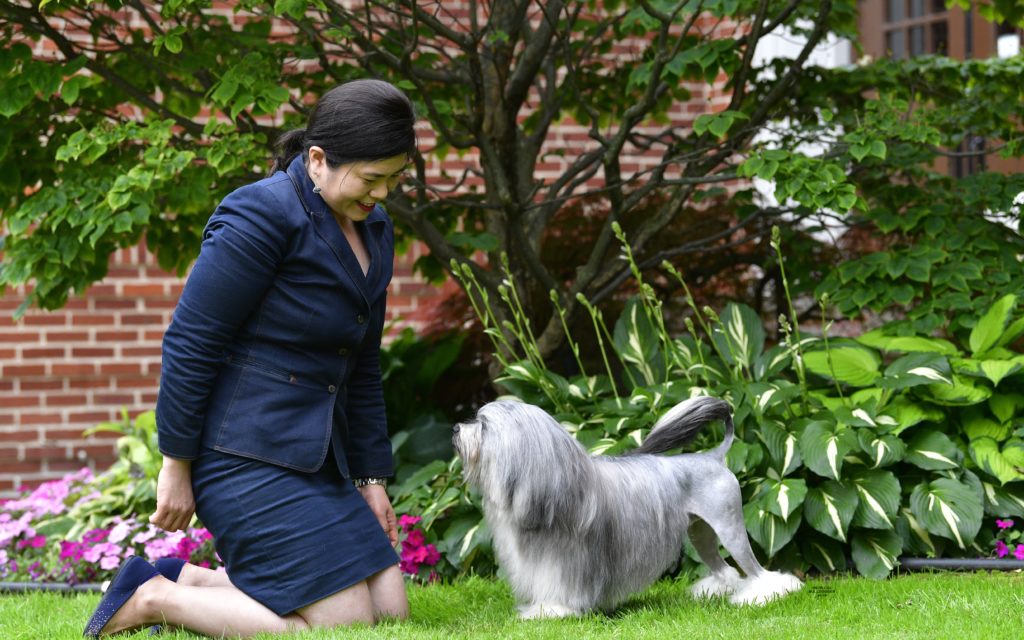 Target – Roman Reign Greater Swiss Mountain Dogs and Lowchens