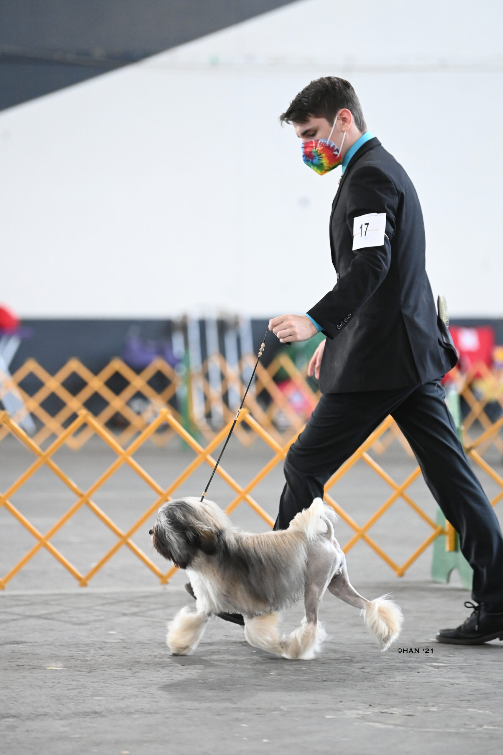 Junior Showmanship - Roman Reign Greater Swiss Mountain Dogs and Lowchens