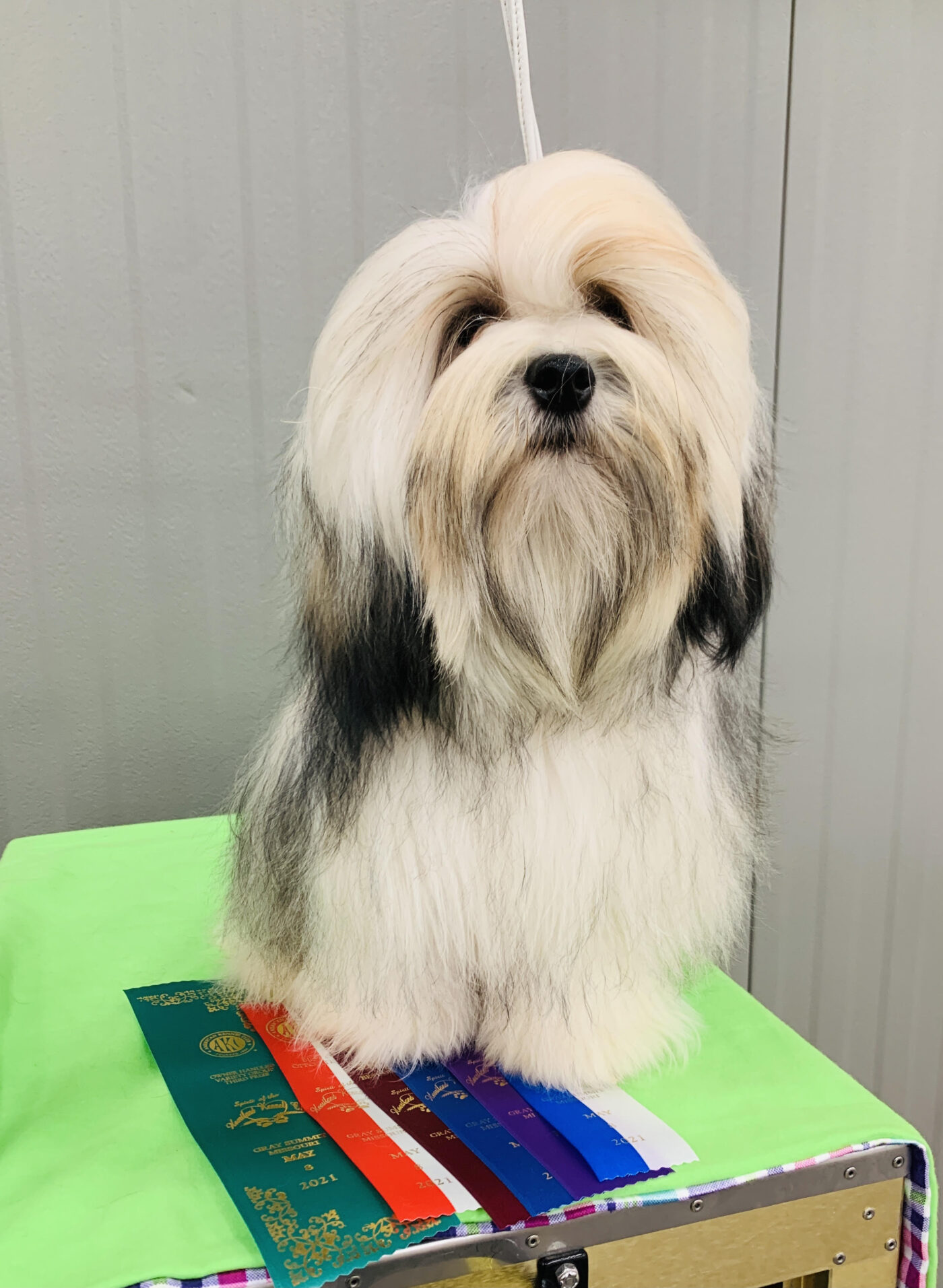 Lowchen Girls – Roman Reign Greater Swiss Mountain Dogs and Lowchens