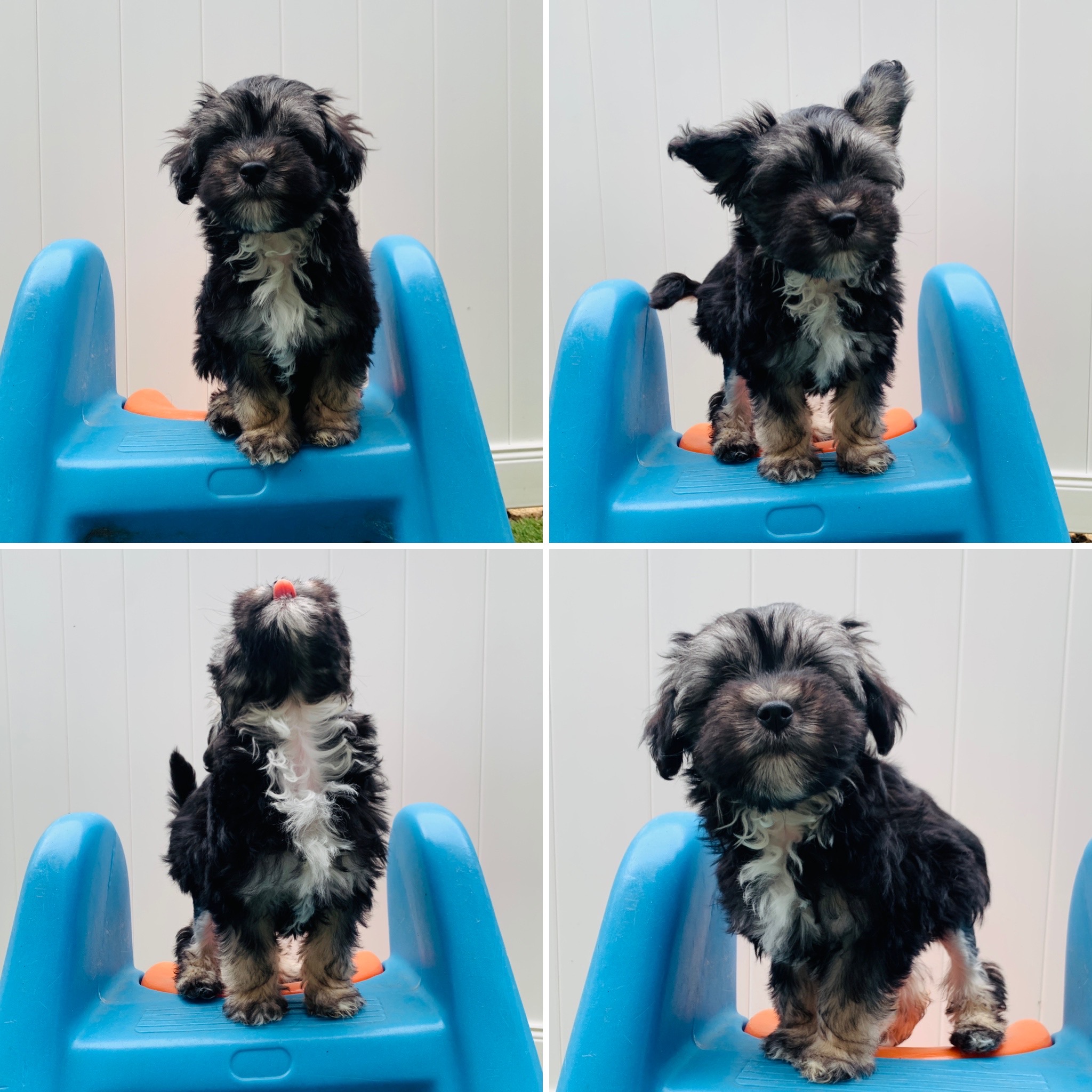 Lowchen Frequently Asked Questions - Roman Reign Greater Swiss Mountain ...