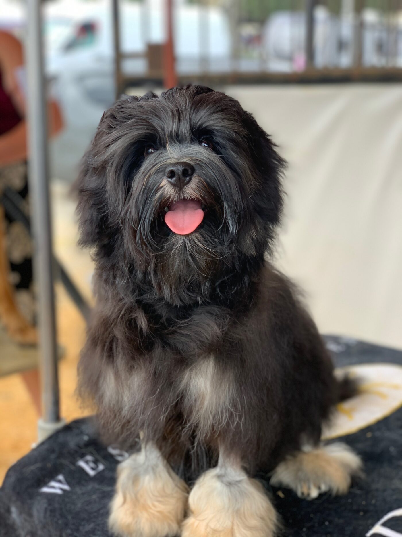 Lowchen Puppies – Roman Reign Greater Swiss Mountain Dogs and Lowchens