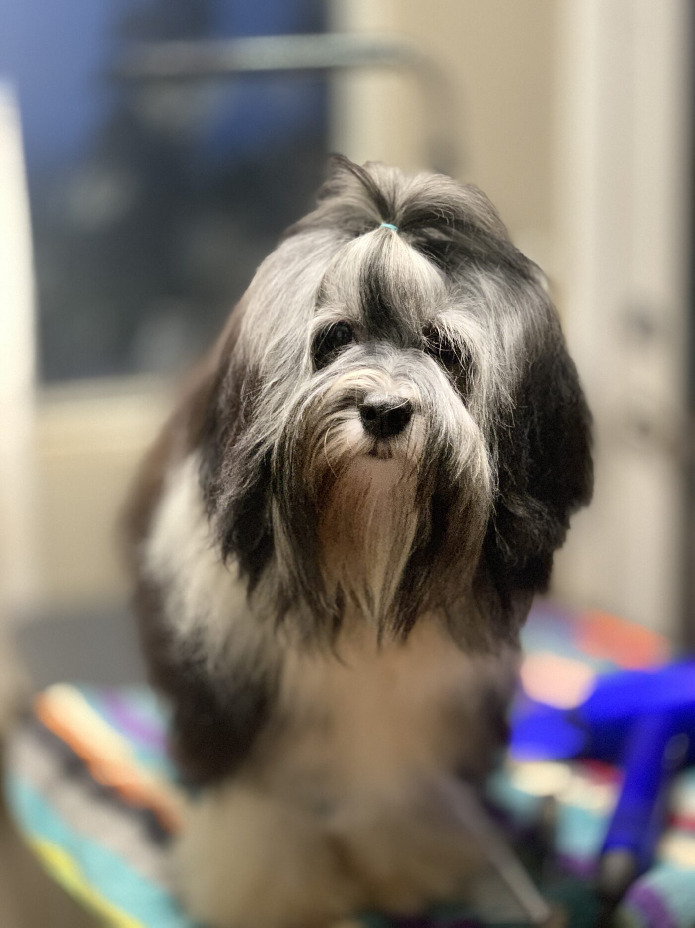 Bindi - Roman Reign Greater Swiss Mountain Dogs and Lowchens