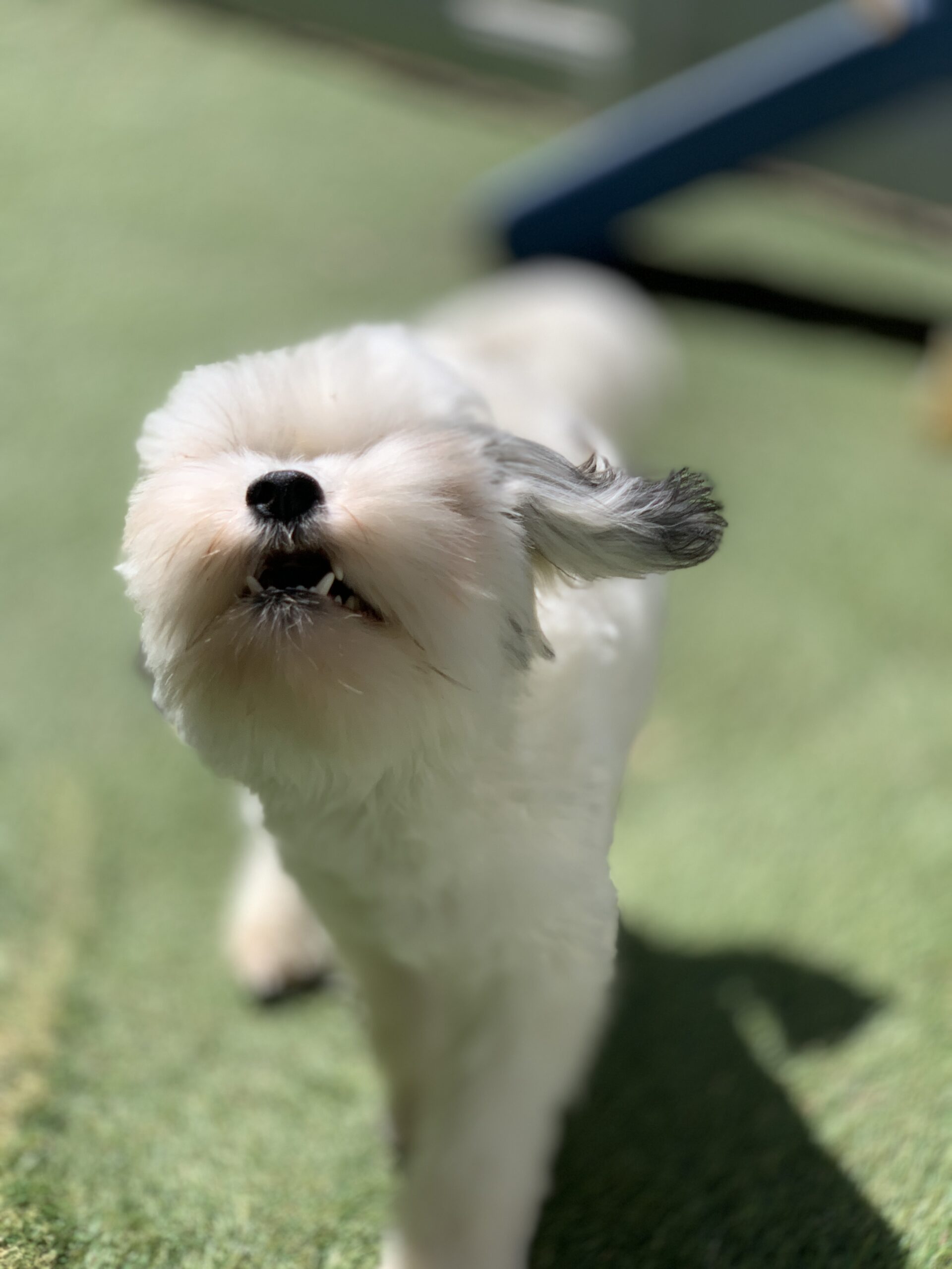 Lowchen Frequently Asked Questions - Roman Reign Greater Swiss Mountain ...