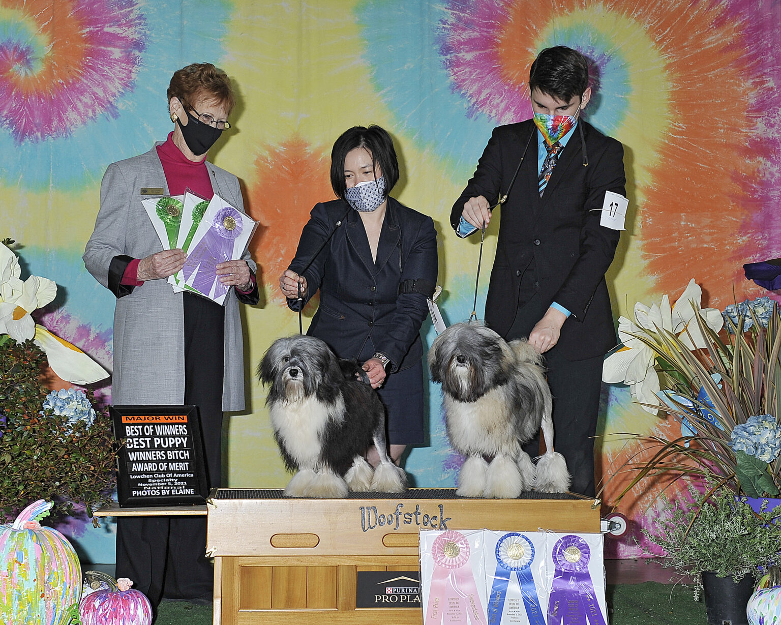 Roman Reign Greater Swiss Mountain Dogs and Lowchens – Preservation ...