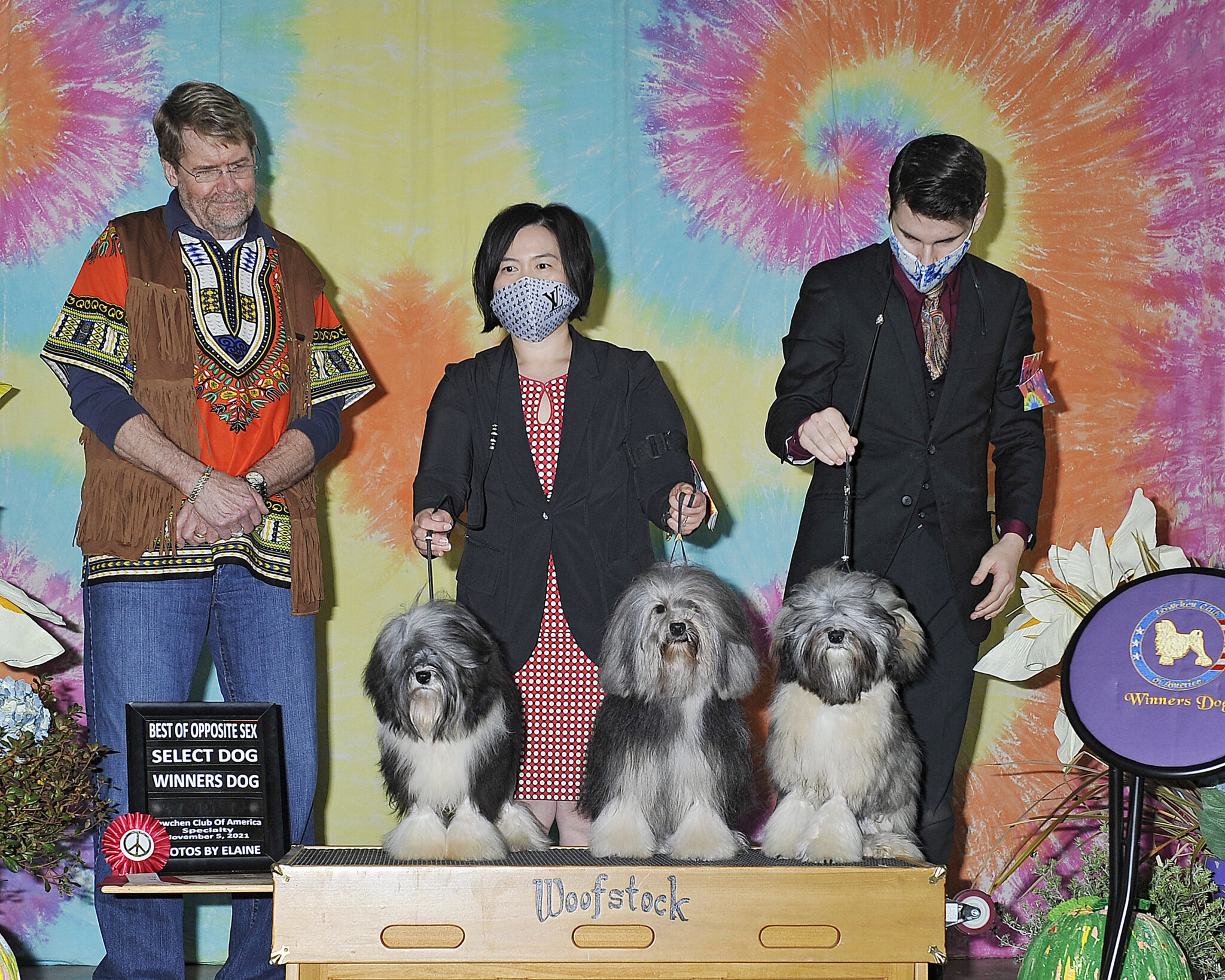 Roman Reign Greater Swiss Mountain Dogs and Lowchens – Preservation ...