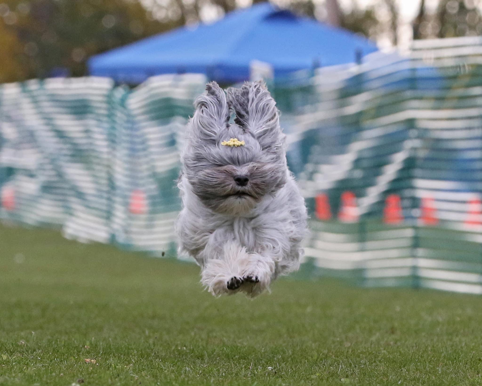 Performance and Conformation Dogs - Roman Reign Greater Swiss Mountain ...