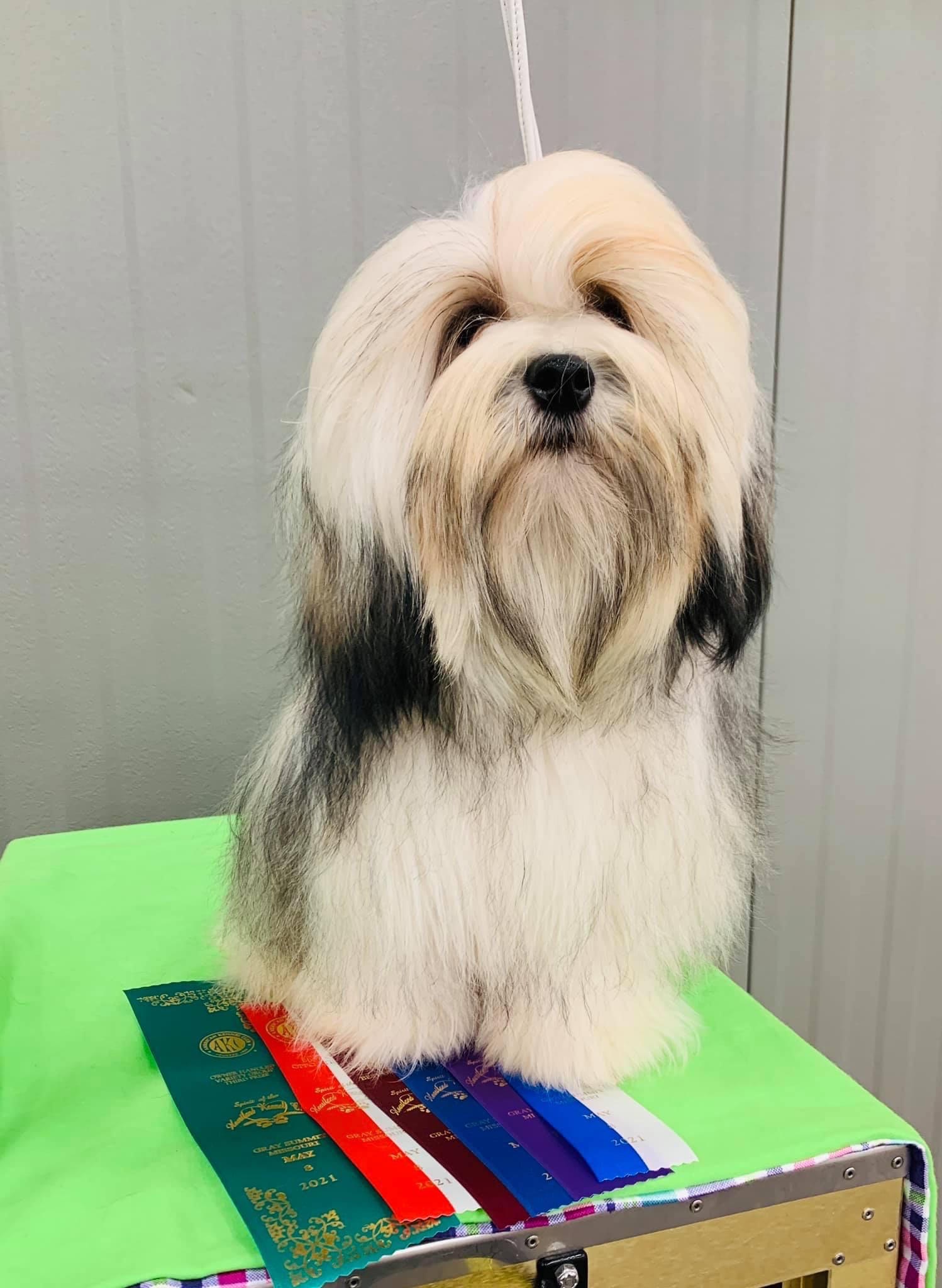 Performance and Conformation Dogs – Roman Reign Greater Swiss Mountain ...