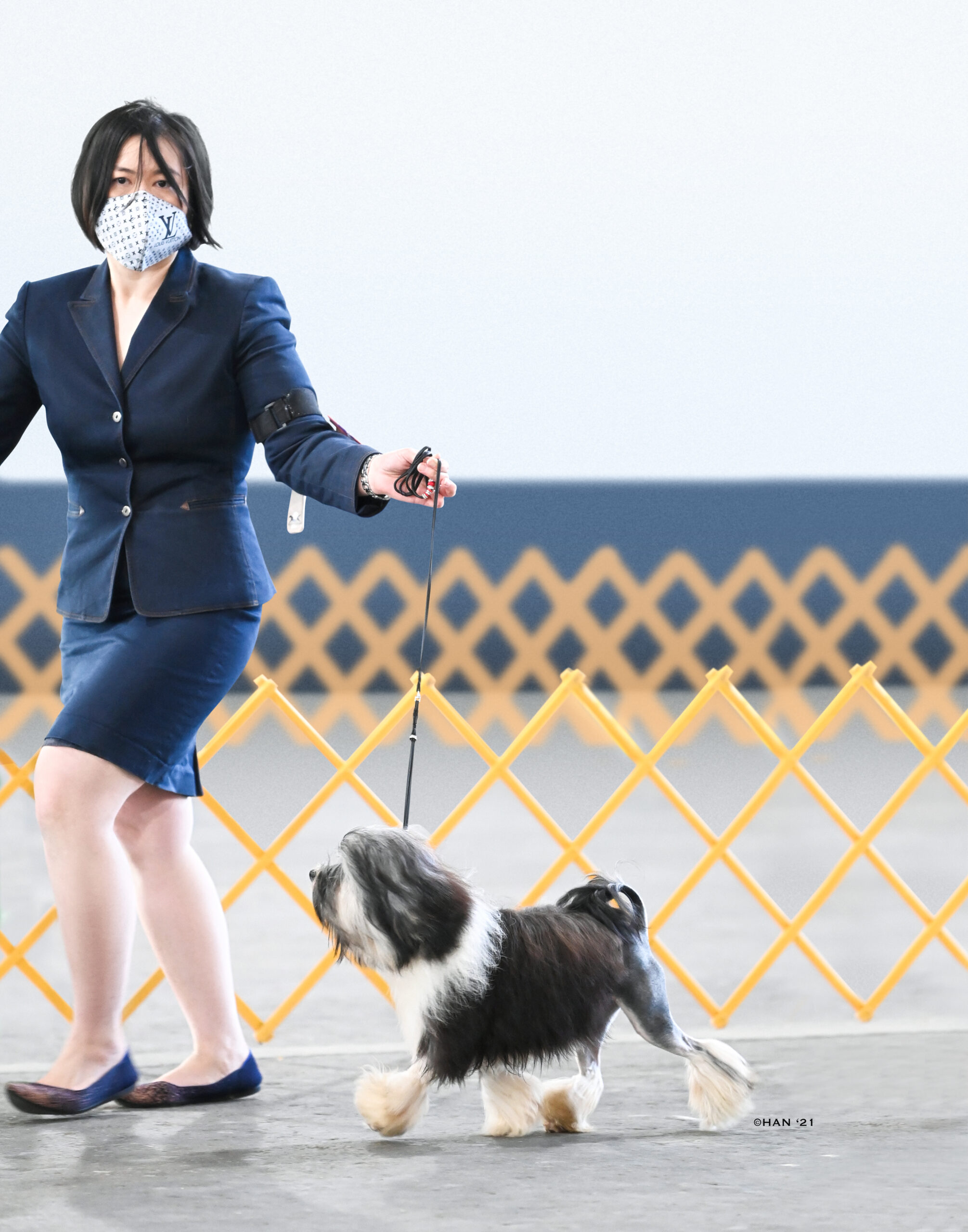 Performance and Conformation Dogs - Roman Reign Greater Swiss Mountain ...