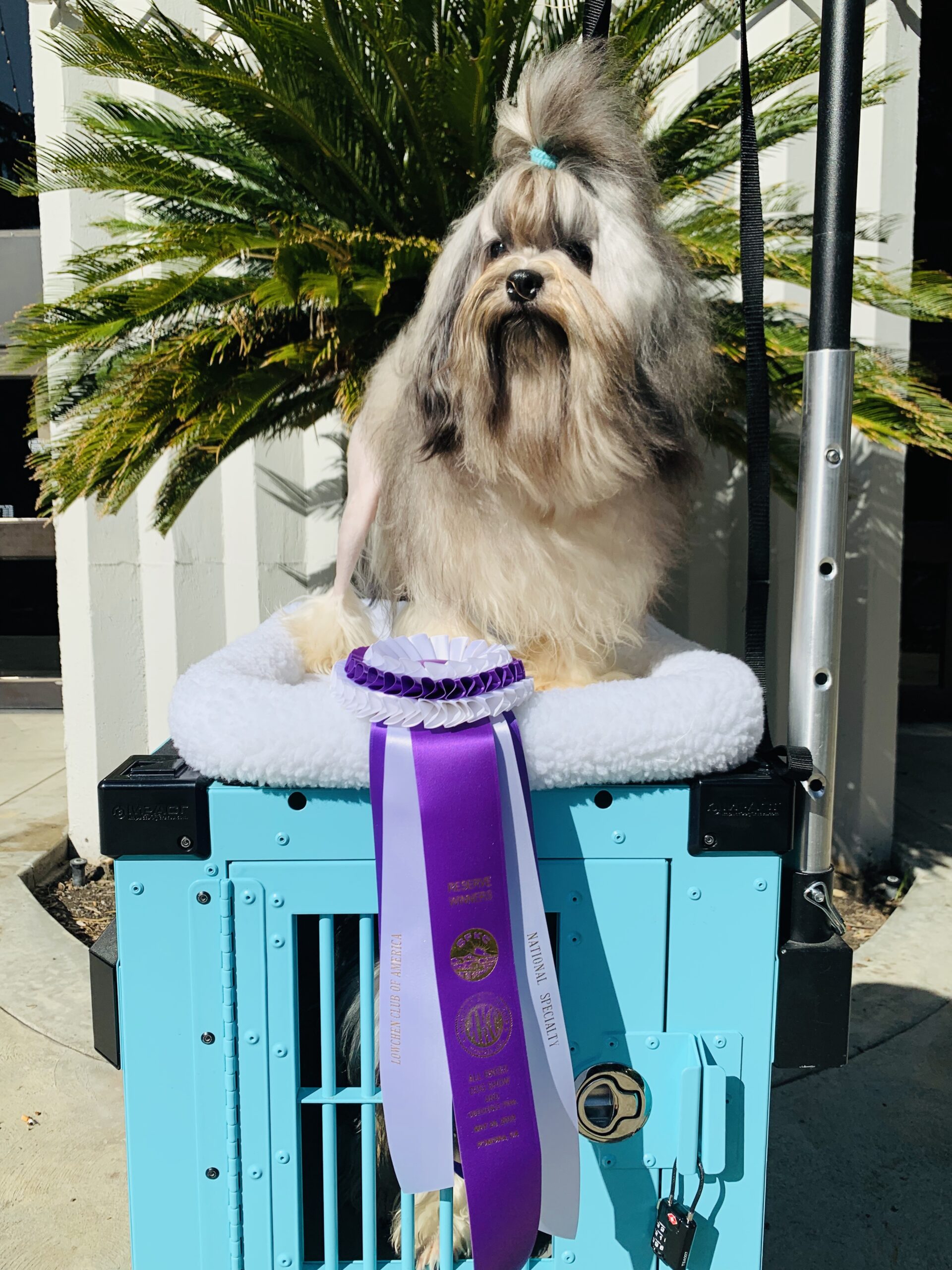 Performance and Conformation Dogs - Roman Reign Greater Swiss Mountain ...