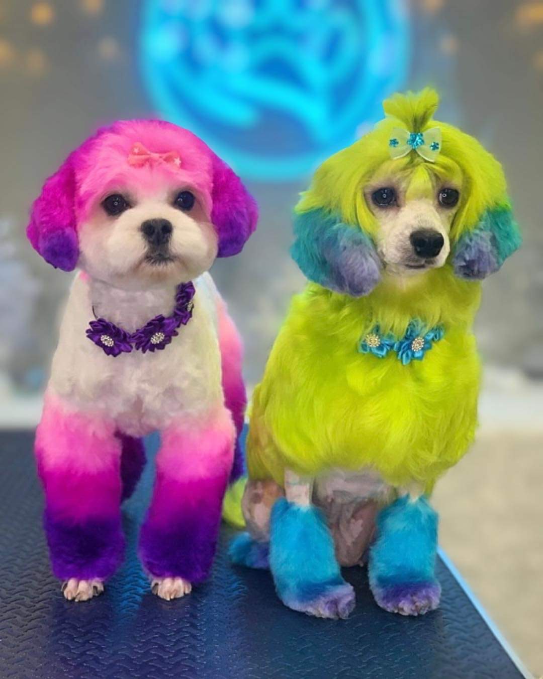 Lowchen Grooming - Roman Reign Greater Swiss Mountain Dogs and Lowchens