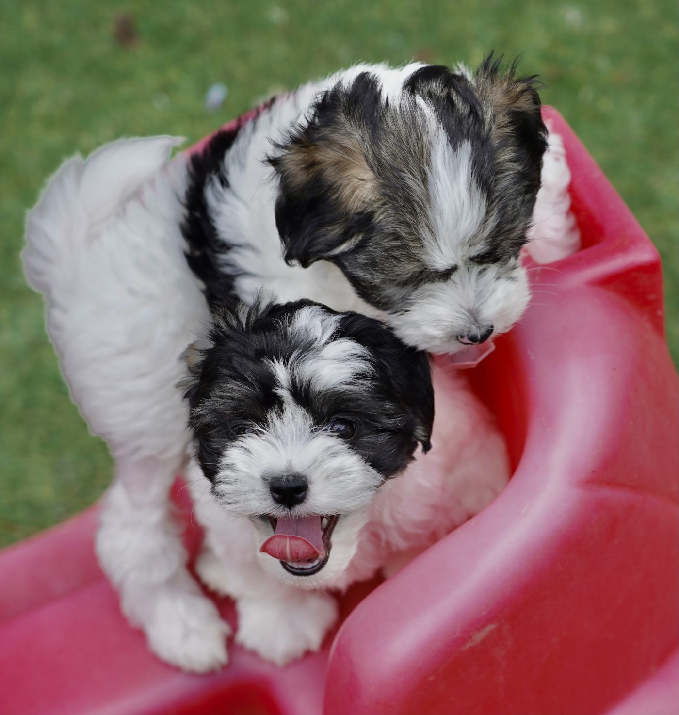 Our Mission - Roman Reign Greater Swiss Mountain Dogs and Lowchens