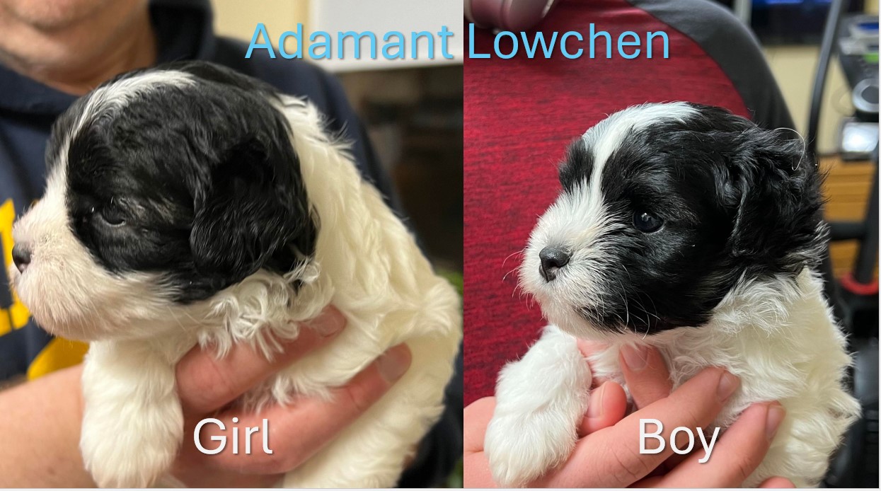 Lowchen Best of Breed at Westminster 2024! - Roman Reign Greater Swiss ...