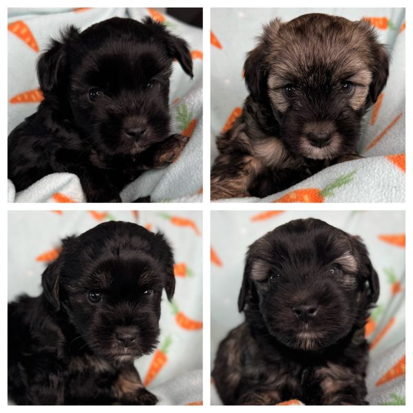 Lowchen Best of Breed at Westminster 2024! - Roman Reign Greater Swiss ...