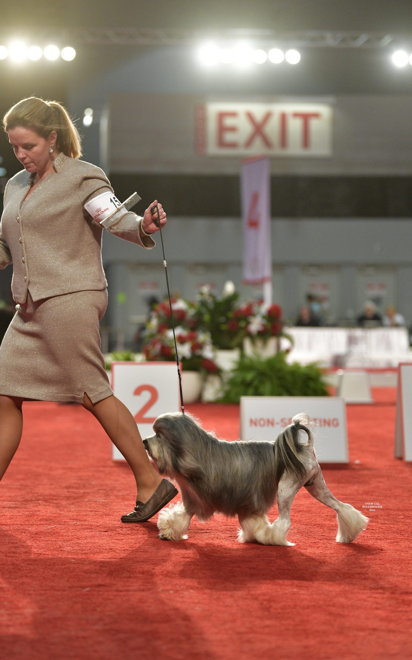 Target - Roman Reign Greater Swiss Mountain Dogs and Lowchens