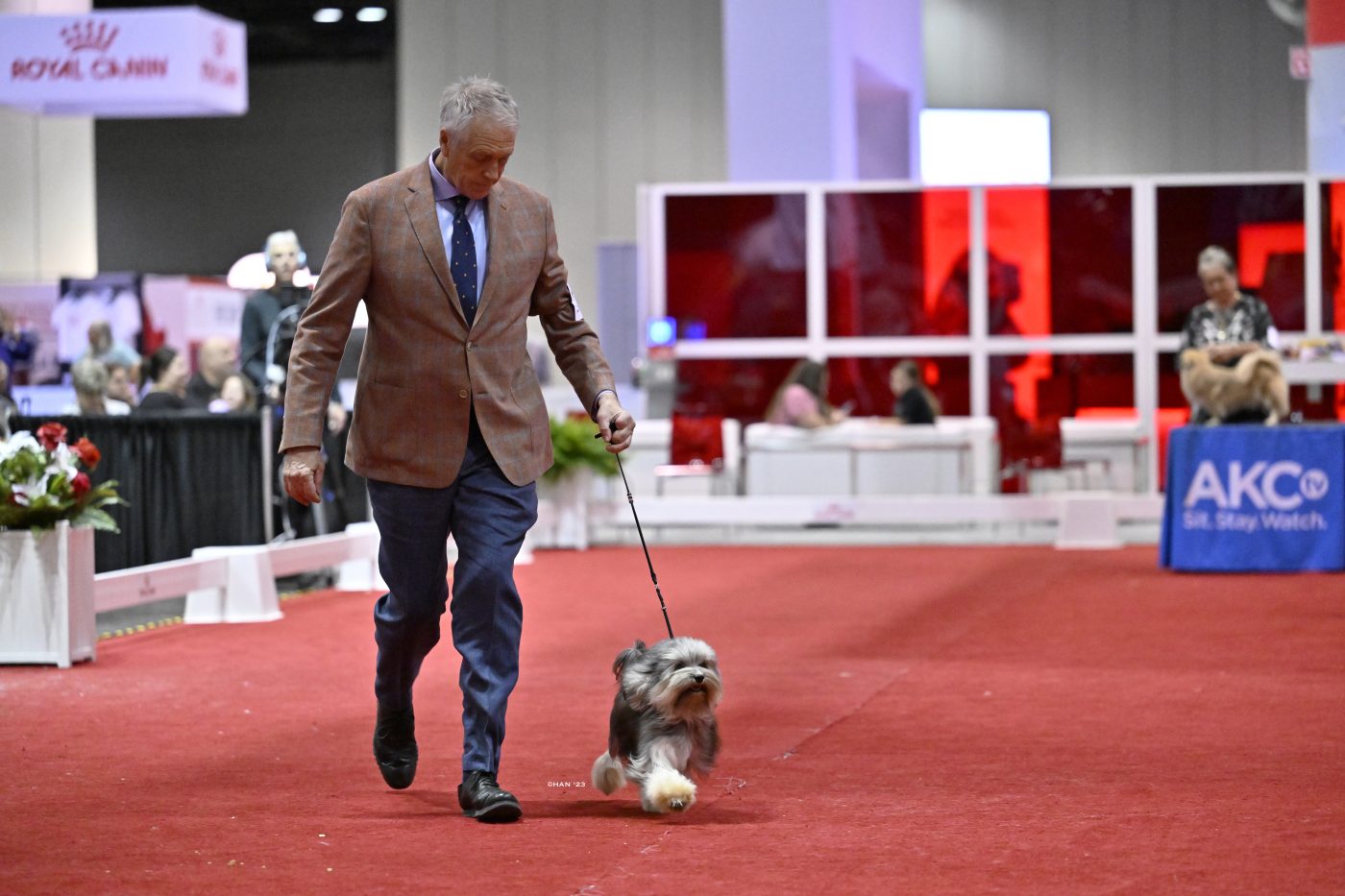 Kiki - Roman Reign Greater Swiss Mountain Dogs and Lowchens