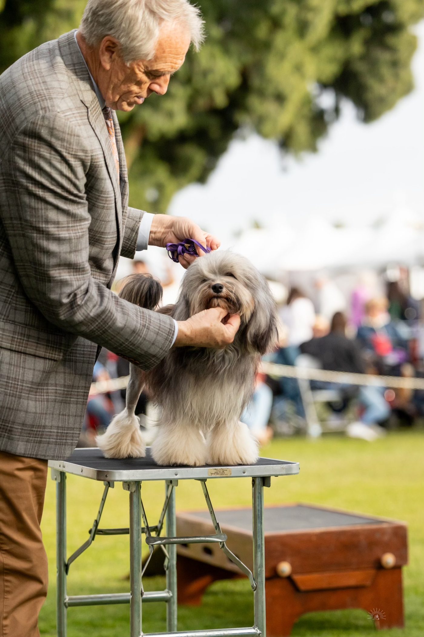 Kiki - Roman Reign Greater Swiss Mountain Dogs and Lowchens