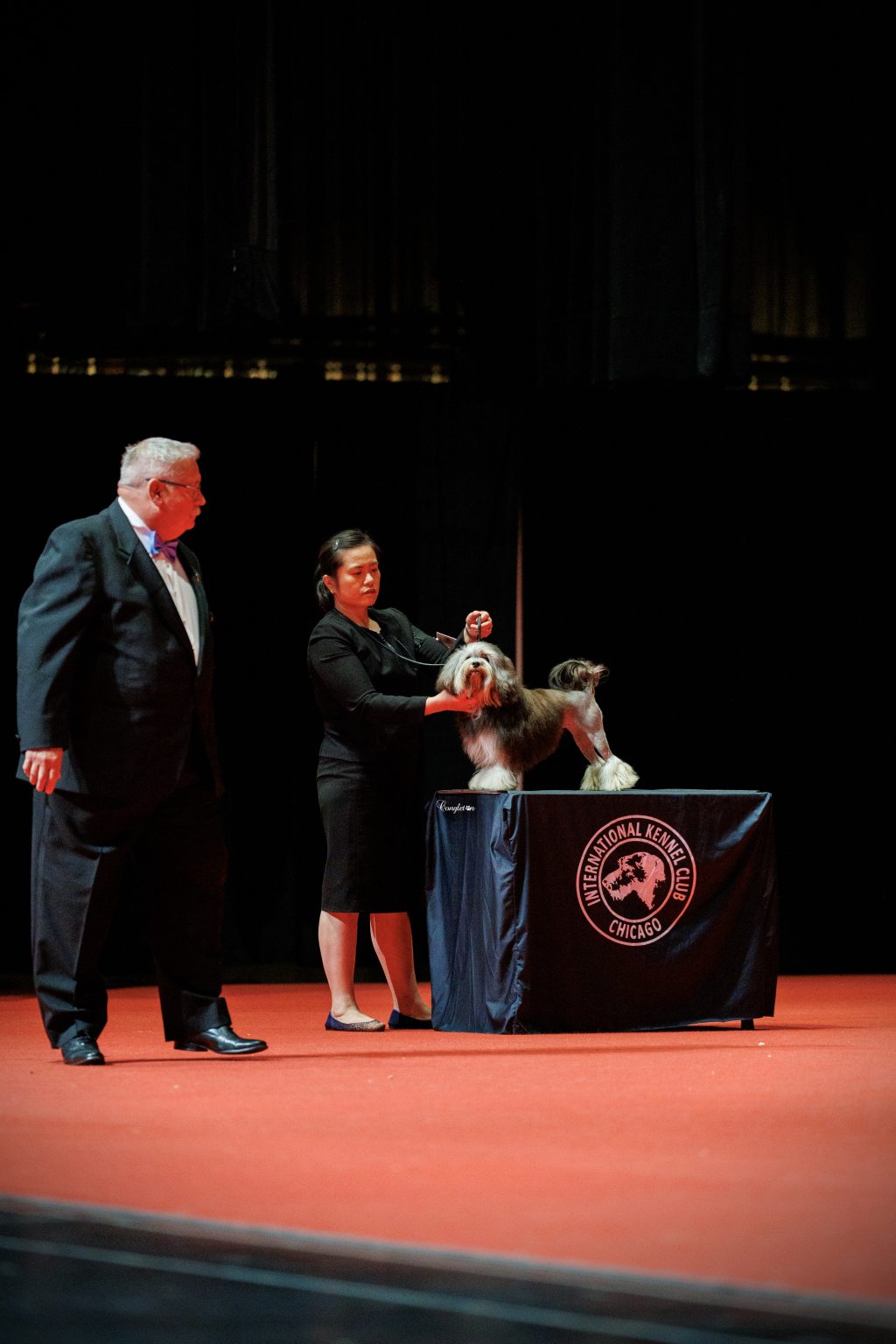 Roman Reign Greater Swiss Mountain Dogs and Lowchen