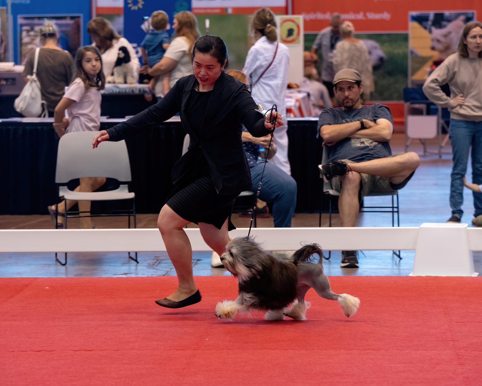 Roman Reign Greater Swiss Mountain Dogs and Lowchen