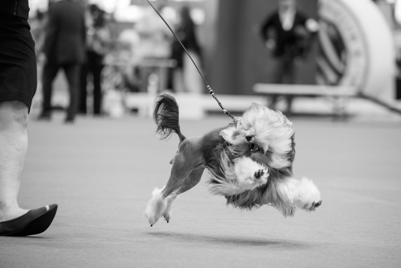Kiki - Roman Reign Greater Swiss Mountain Dogs and Lowchens