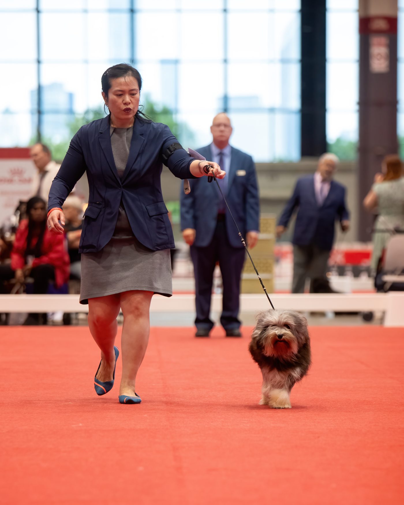 Kiki - Roman Reign Greater Swiss Mountain Dogs and Lowchens