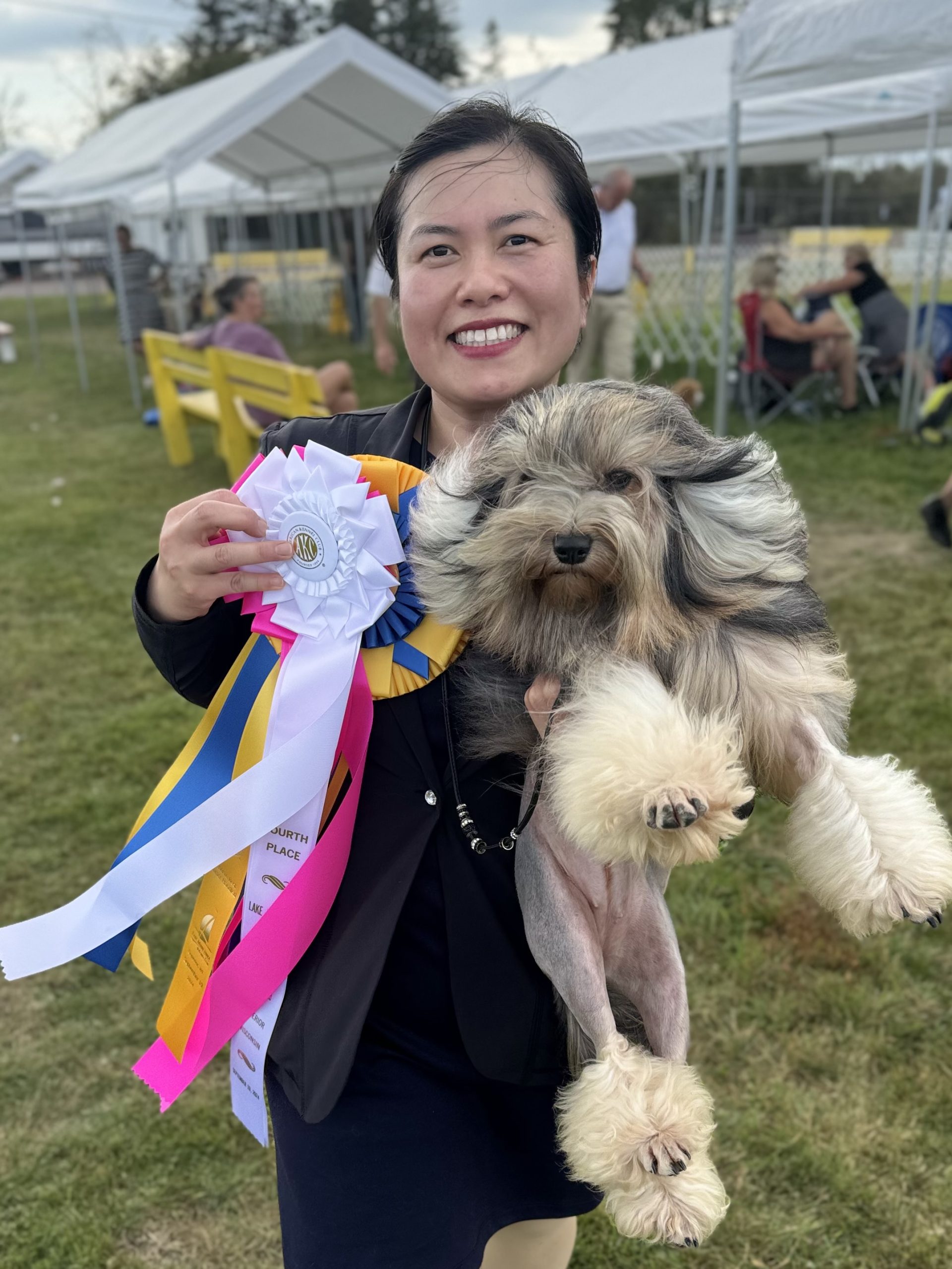 Are Löwchen Hypoallergenic? - Roman Reign Greater Swiss Mountain Dogs ...