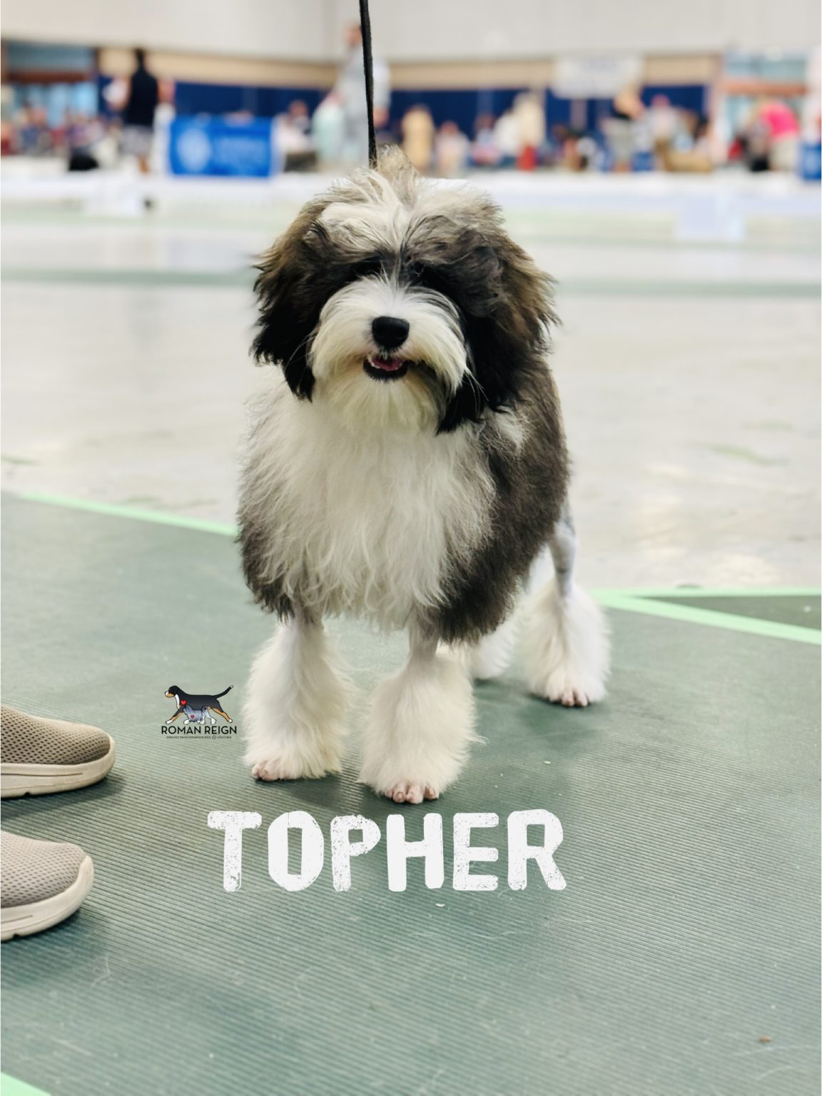 Available Puppies and Adults - Roman Reign Greater Swiss Mountain Dogs ...